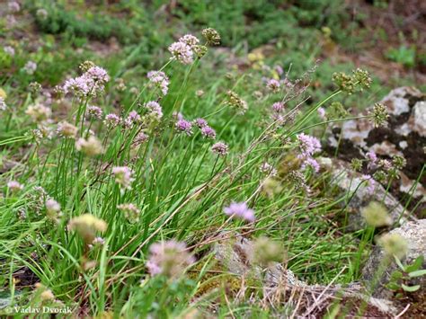 Allium Senescens Subsp Montanum česnek šerý Horský Amaryllidaceae