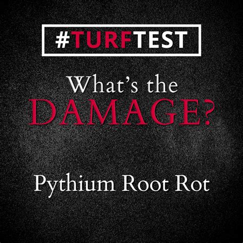 What S The Damage Pythium Root Rot