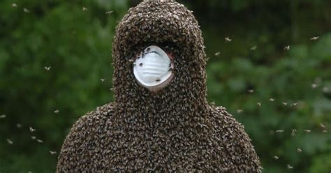 Philip Mccabe Irelands Bee Man The Irish Times