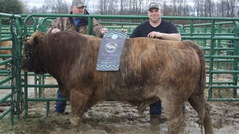 Beefalo Este Americano Com Sangue De Bovino E Bisão Já Esteve No