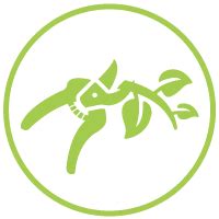 Cable Bracing Total Tree Care