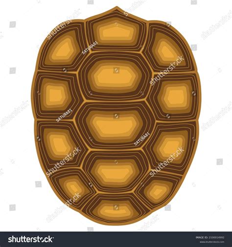 23 016 turtle shell stock vectors images and vector art shutterstock
