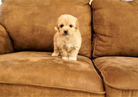 Rainbow The Cockapoo ̶2̶0̶0̶0̶ 1400 Top Dog Puppies