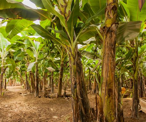 Banana Plantations In Costa Rica The Kingdom Of Tropical Fruit