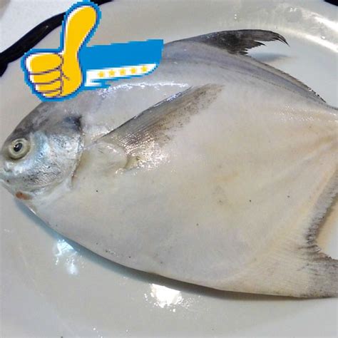 白昌魚 冷凍食品 正益魚行 正賓商行 生鮮冷凍食品批發