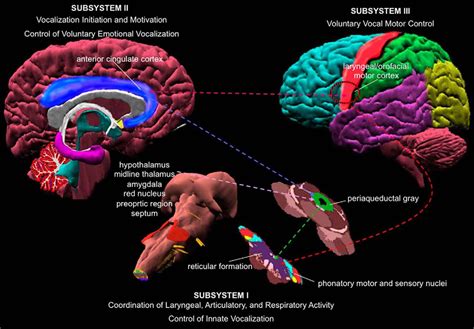 New Developments In Understanding The Complexity Of Human Speech