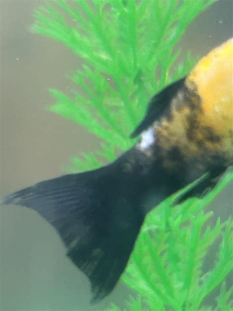 3mo Old Molly Need To See If Theres Something I Can Do For Him R