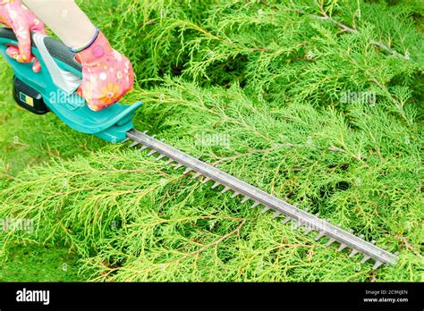 Seasonal Pruning Trees With Pruning Shears Female Gardener Hand In Protective Gloves Pruning