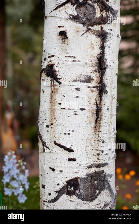 Birch Tree Close Up