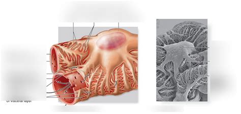 Podocytes Diagram Quizlet