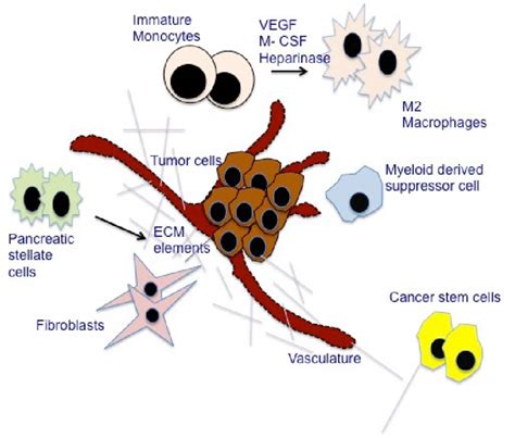 Tumor Microenvironment Ecm Extracellular Matrix Vegf Vascular
