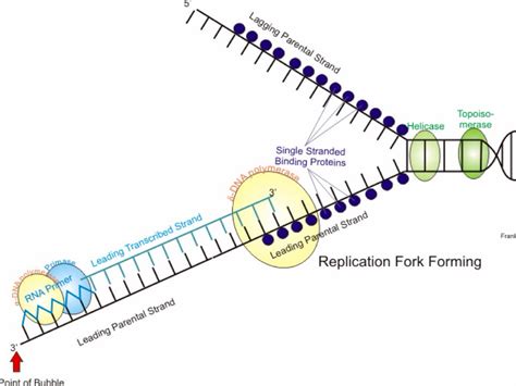 DNA Replication By Autumn Kemske