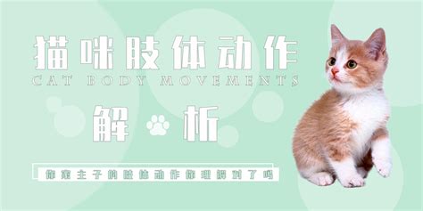 猫咪肢体动作解读，你家主子的肢体动作你都理解对了吗？ 知乎