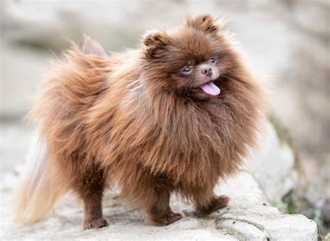 Premium Photo Pomeranian In Nature