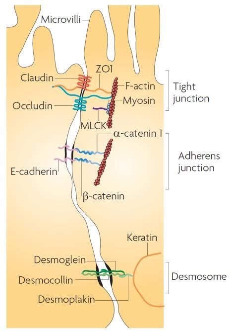 Cell Cell Junctions Between IECs Adapted From Turner 2009 Download Scientific Diagram