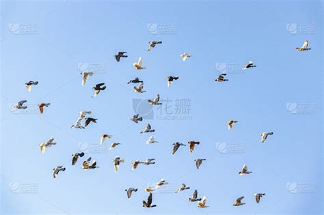 鸟儿在天空中自由飞翔