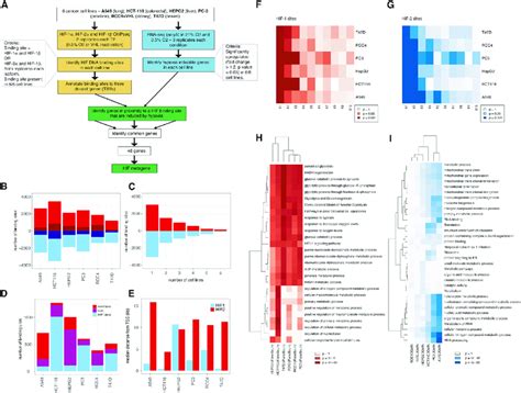 Rna Seq And Chip Seq Analysis Of Cancer Cell Lines A Schematic Of