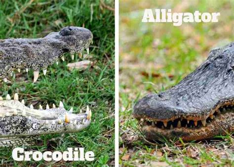 Alligator Vs Crocodile Know The Difference Swamp People Cast