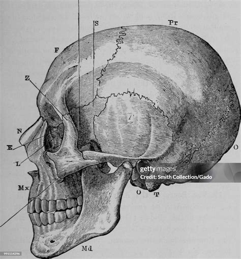 Human Skull Profile Drawing Sculptured Skulls By Pops