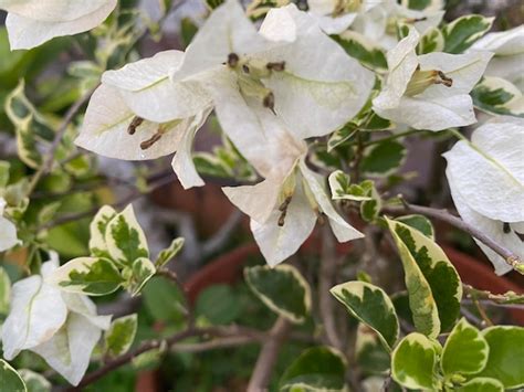 Premium Photo A White Bougainvillea Plant With Green Leaves And A