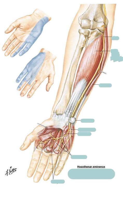 Diagram Of Handout 4 Page 12 Ulnar Nerve Quizlet