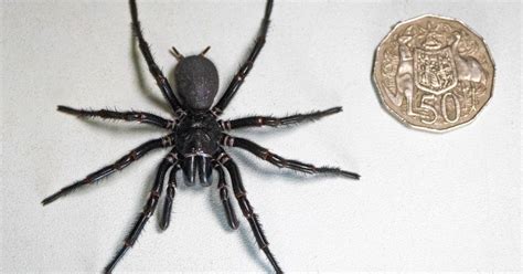 Largest Male Specimen Of Worlds Most Venomous Spider Found In Australia