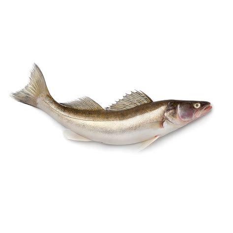 Order Fresh Zander And Delivery In 8 Hours
