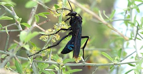 Bug Bytes Tarantula Hawk Pepsis Wasp Ypr