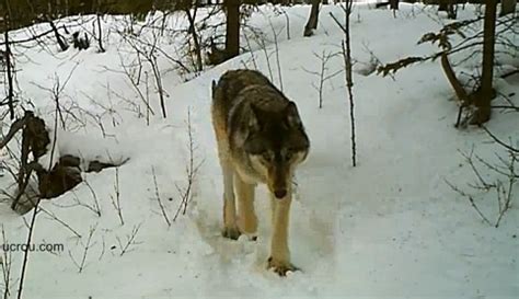 White Wolf Wild Yukon Timber Wolf Caught On Tape Video