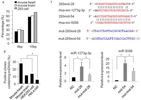Identification Of Extrachromosomal Linear Microdnas Interacted With Micrornas In The Cell Nuclei
