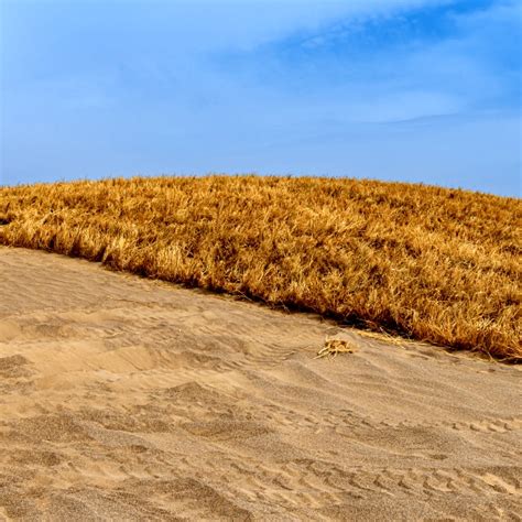 Grass Grids Deployed Along Nw China Highway In Desertification Control