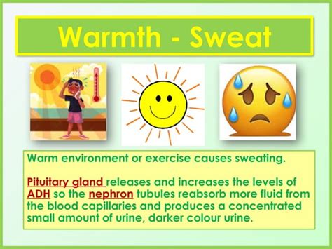 Components Of Human Renal System Explained Pptx Ppt