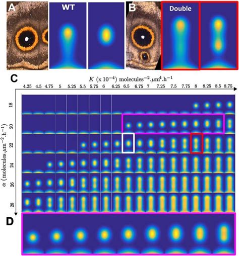 Perturbations Of The Gray Scott Model And The K α Phase Diagram Reveal