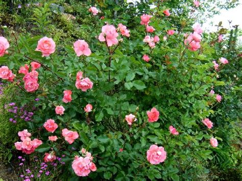 1年生の苗を植えてから3年目に1mほどに育ったジャルダン ドゥ フランス