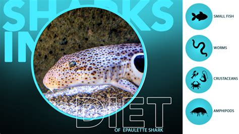 Epaulette Shark Facts And Information Guide
