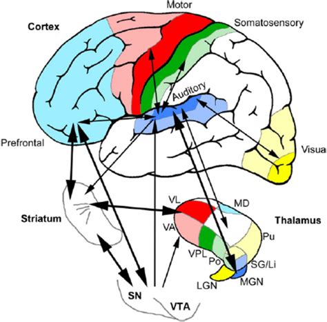 Auditory Association Cortex