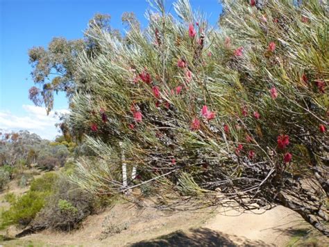 Hakea Francisiana Emu Tree Gardening With Angus