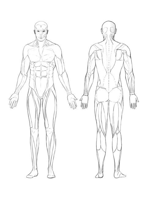 Se Jin Jeong Anatomy
