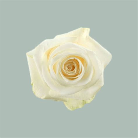Rose Countdown 20 Stems All Occasions Wholesale