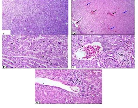 Figure 1 From Induced Spawning Of African Catfish Clarias Gariepinus