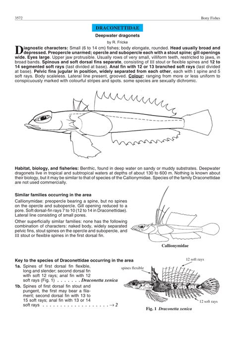 PDF Draconettidae Deepwater Dragonets