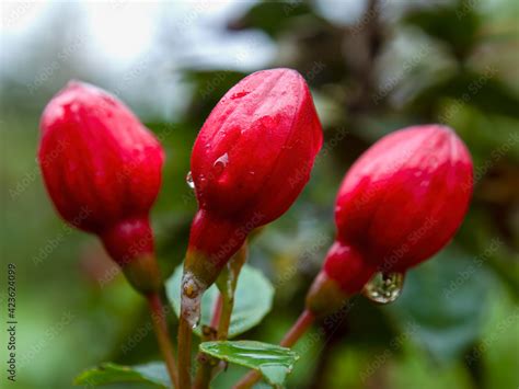 Macro Photography Of Three Alice Hoffman Fuchsia Buds With Drops Of