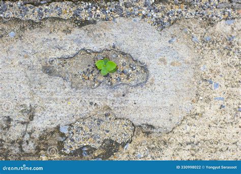 The Picture Of A Tree Growing On The Concrete Floor Stock Photo Image Of Backdrop Nature