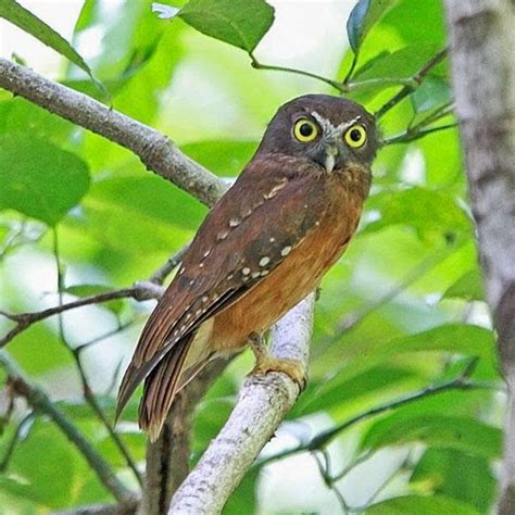 Tierra De Lechuzas Búhos Mochuelos Autillos Cárabos Ninox Ocráceo