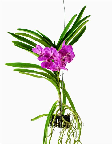 Orquídea Vanda Entrega Grátis Em 24h Flores No Cais