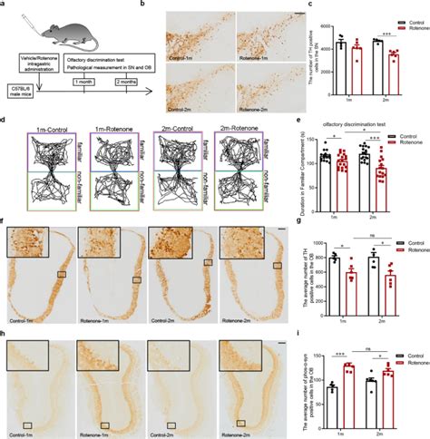 黑质多巴胺能神经变性与帕金森病小鼠模型的嗅觉功能障碍有关 Cell Death Discovery X Mol