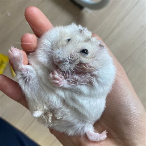 햄스터 털 젖음 지식in