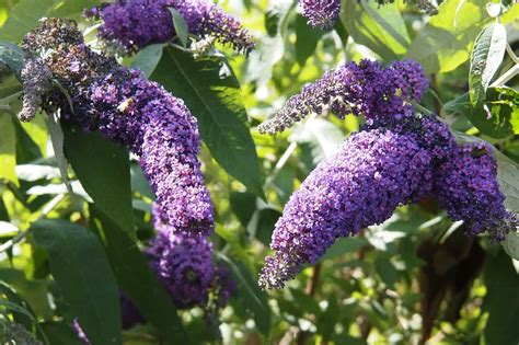 Buddleia Care Guide How To Grow Butterfly Bush Diy Garden