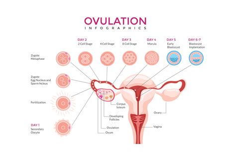 Important Physical Signs That You Are Fertile