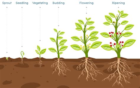 45 Plant Growth And Development Seed Germination Phases Conditions Differentiation